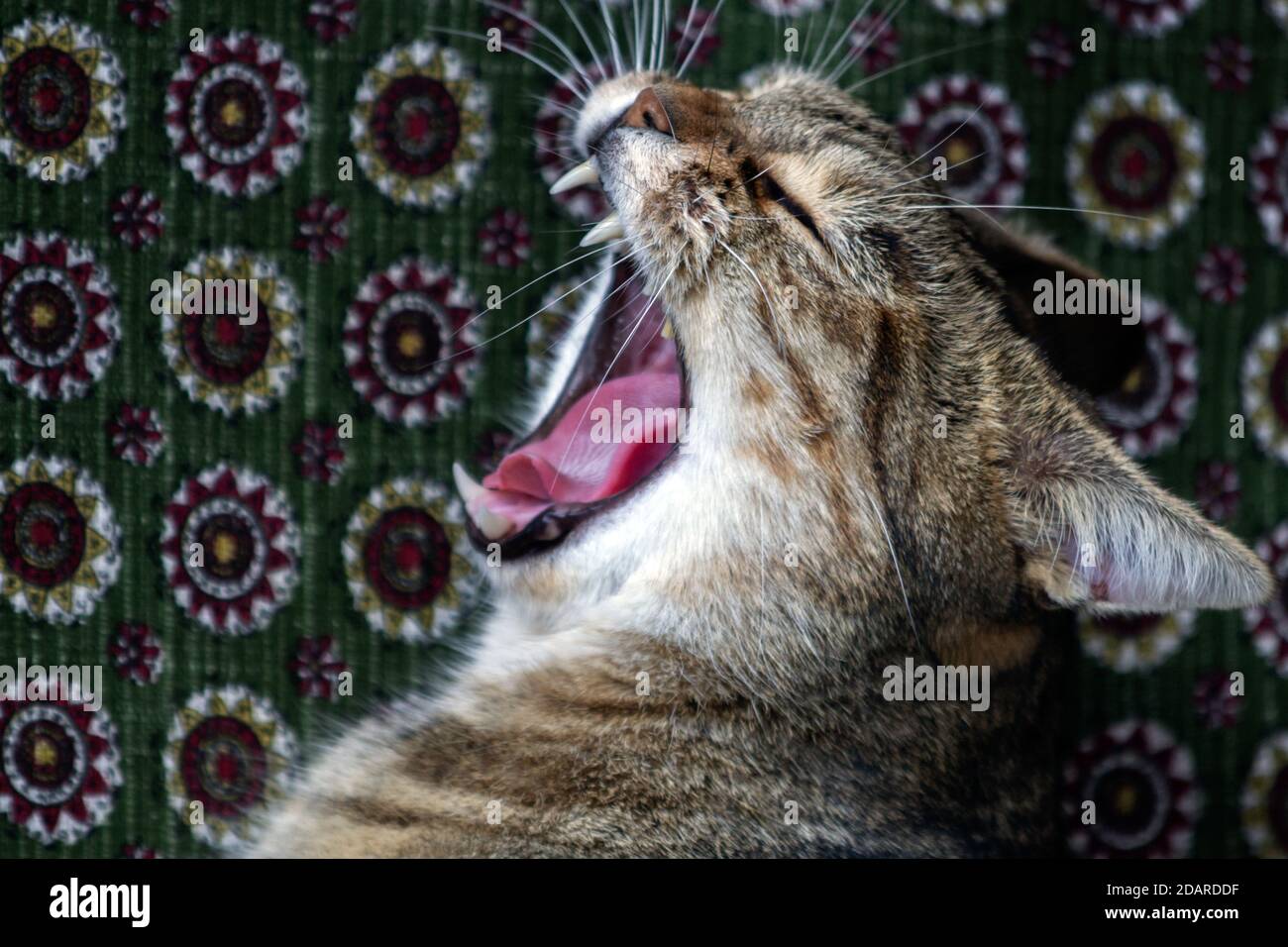 Screaming Cat