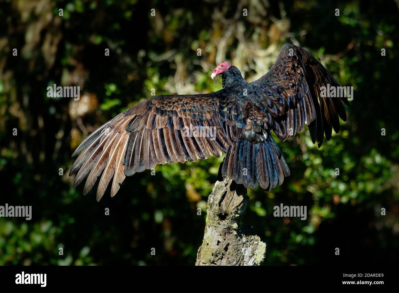Turkey Vulture - Cathartes aura also known as the turkey buzzard and in ...