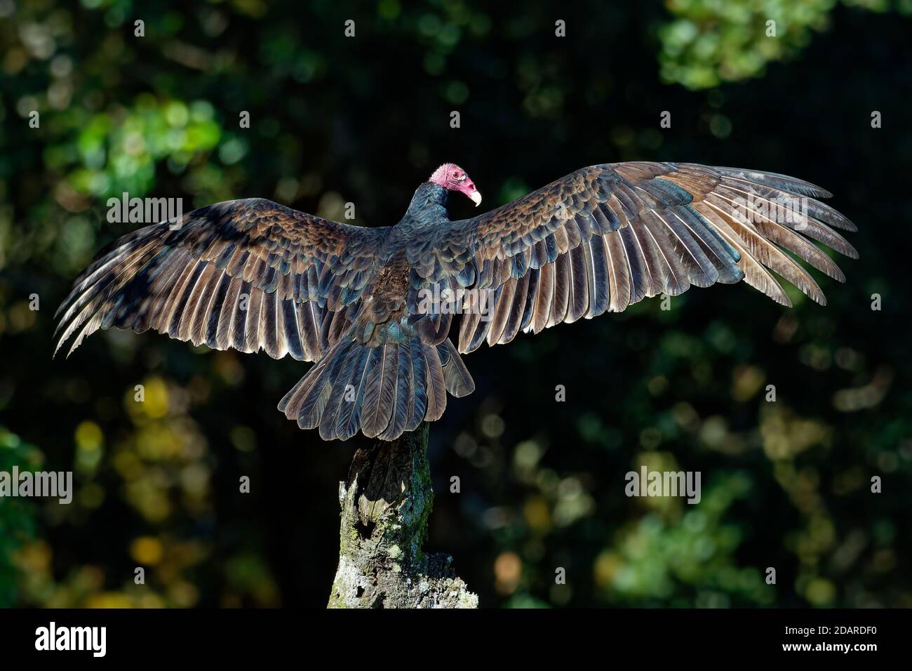 Turkey Vulture - Cathartes aura also known as the turkey buzzard and in ...