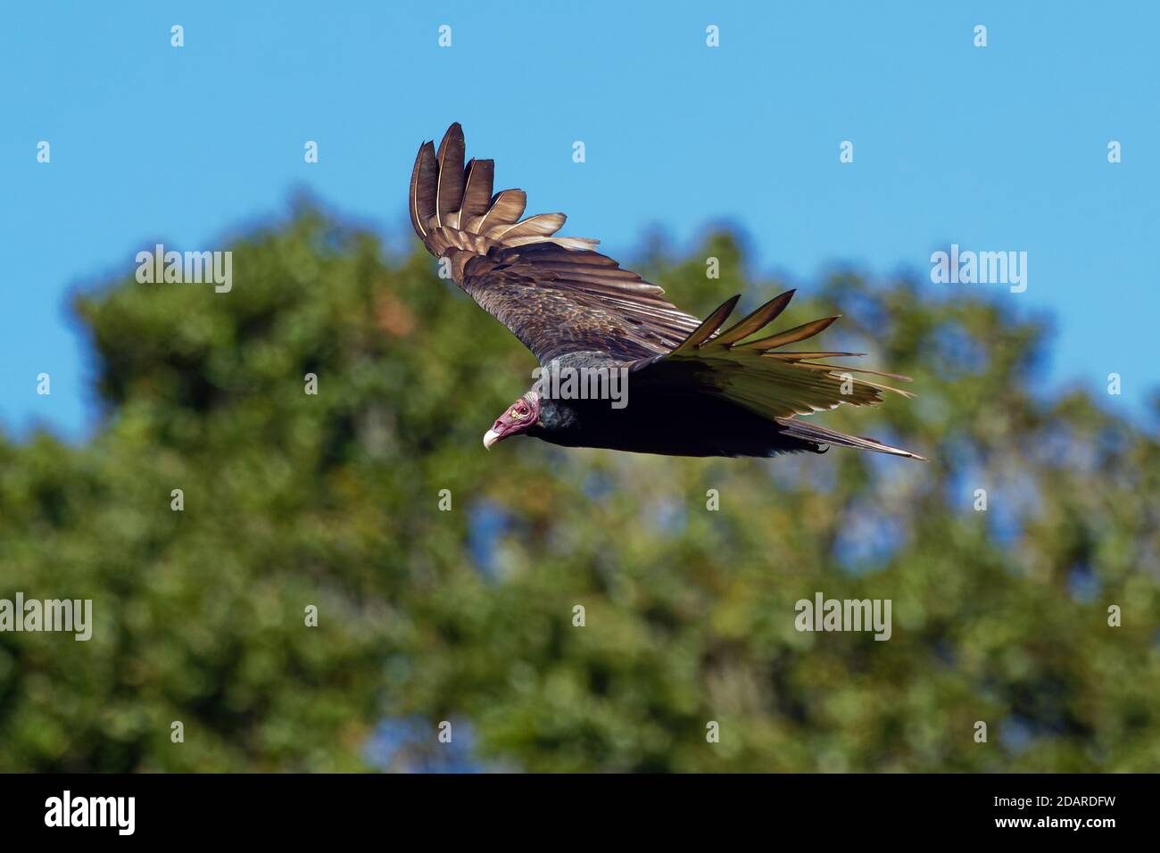 Turkey Vulture - Cathartes aura also known as the turkey buzzard and in ...