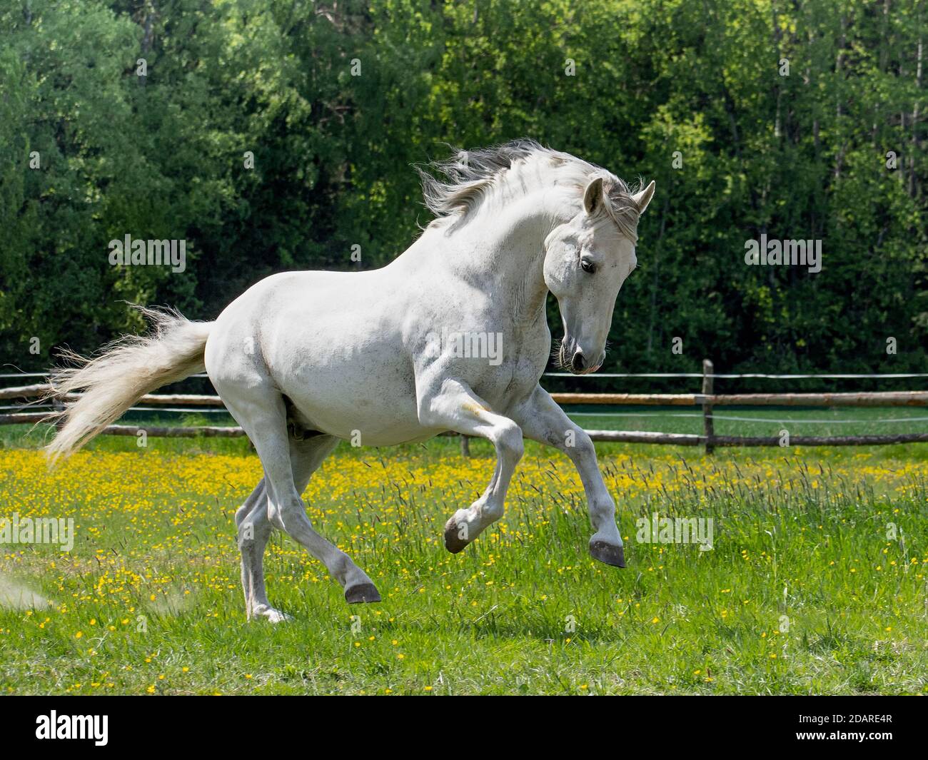 A white horse has fun running and bouncing in a paddock on a sunny day ...