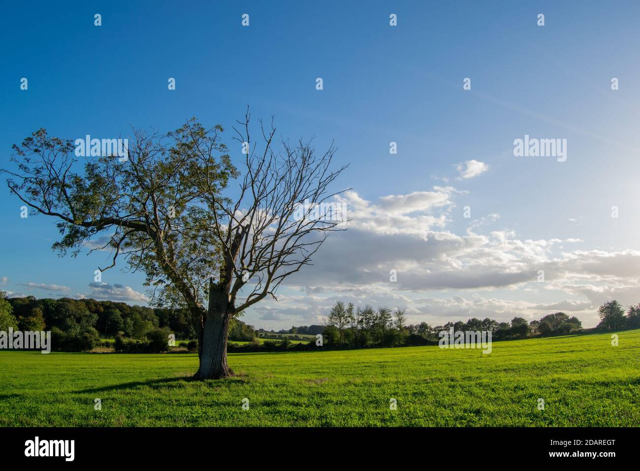 Huge lonely isolated tree on an agricultural field, nature in decline ...