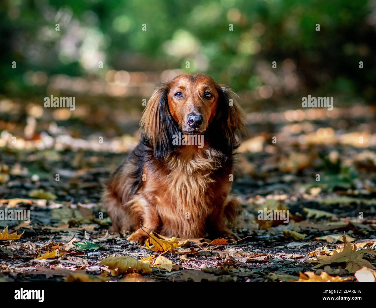 Hunting dogs dachshund hi-res stock photography and images - Alamy
