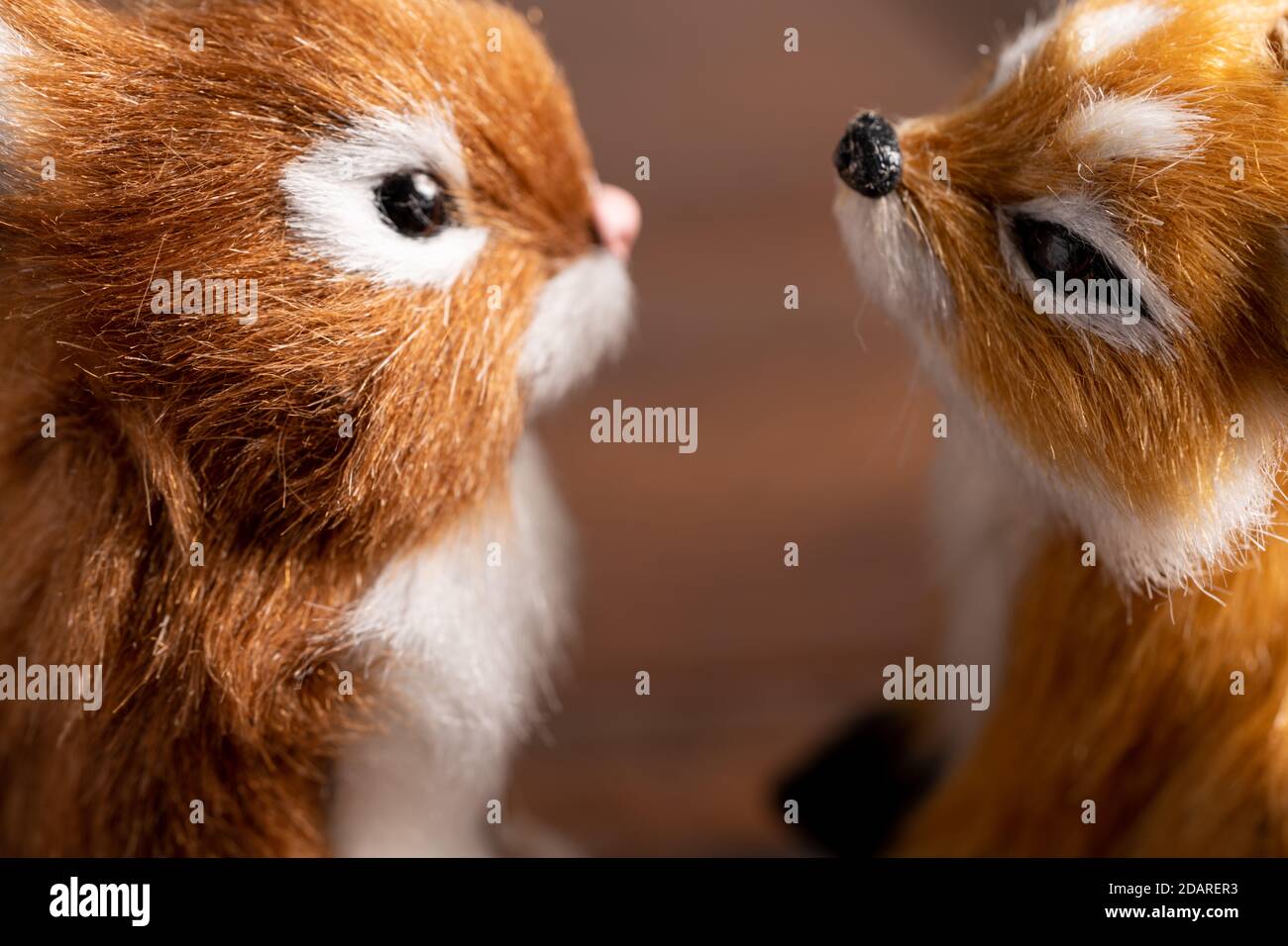 Fox looking at a chipmunk macro photo Stock Photo - Alamy