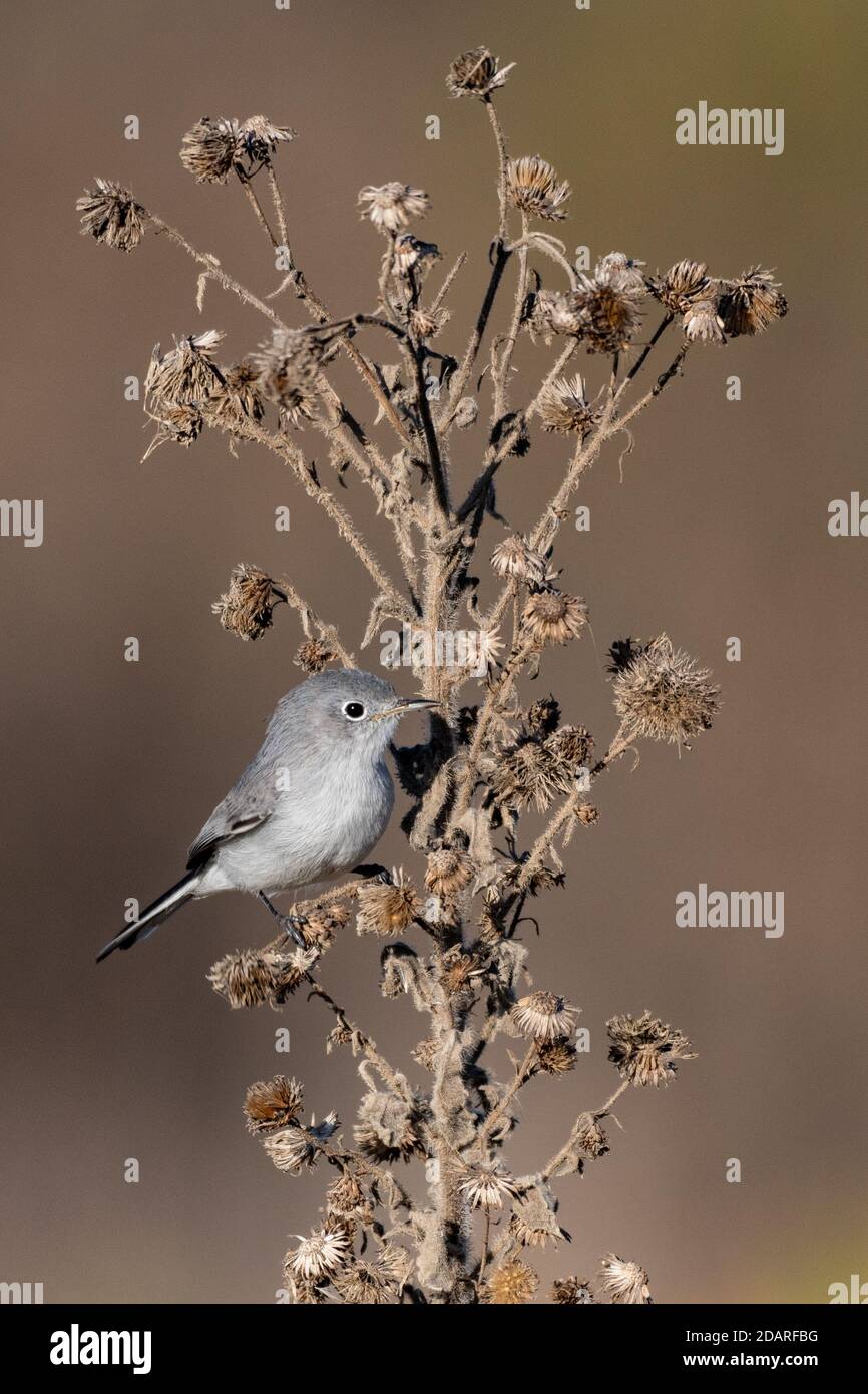 Blue Gray Gnatcatcher clings to vegetation branch while looking off to ...