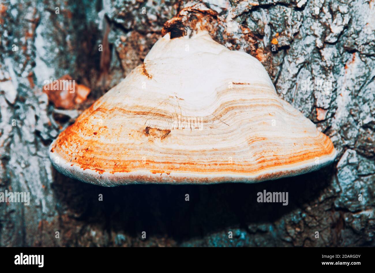 Birch Conk Fungus High Resolution Stock Photography and Images - Alamy