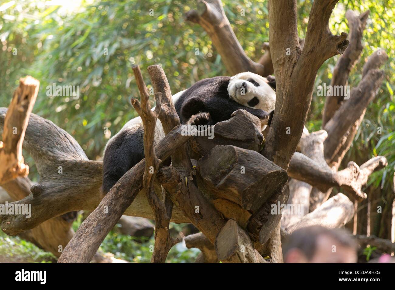 guangzhou chimelong safari park Stock Photo - Alamy