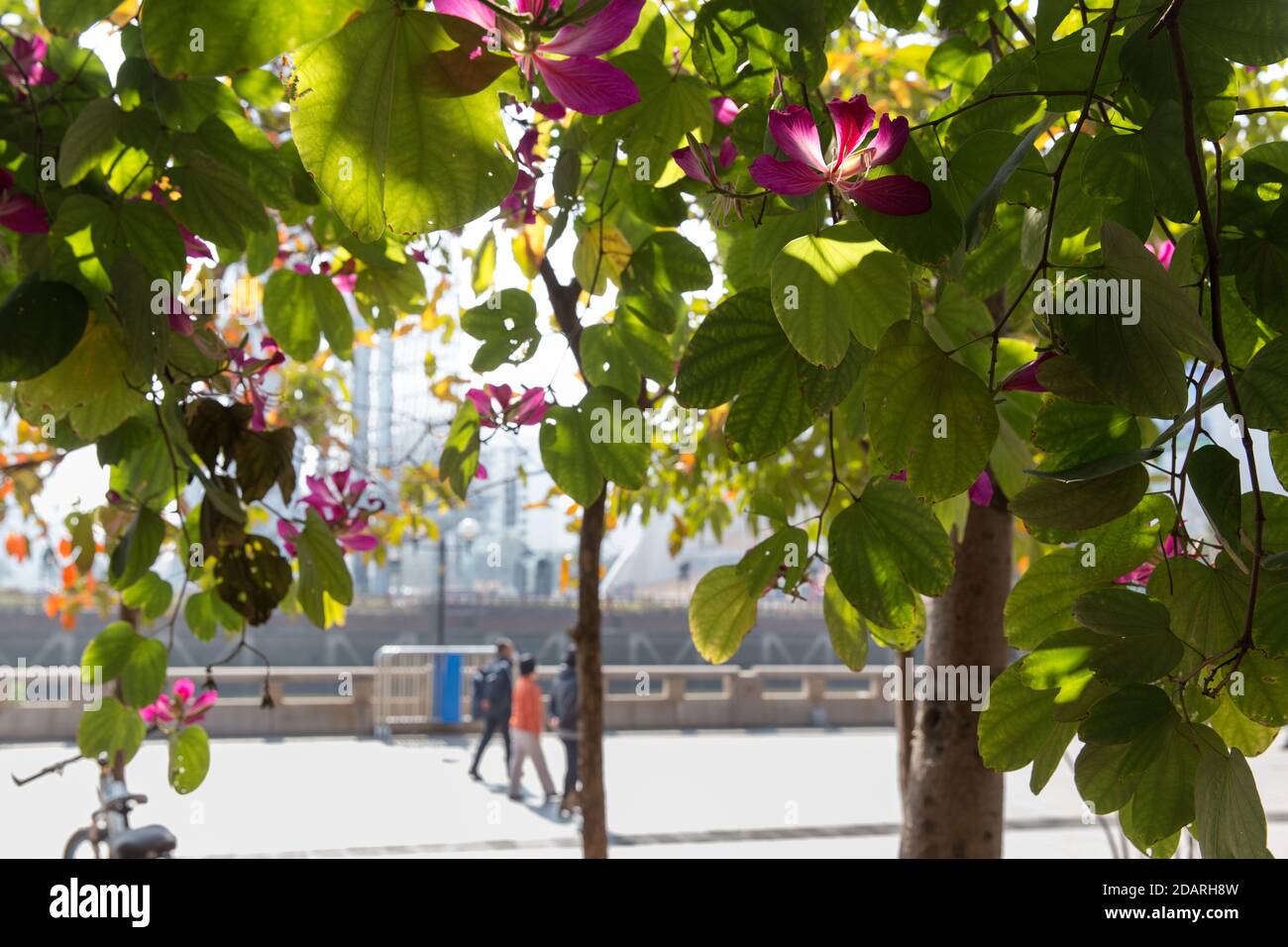 Flower city square hi-res stock photography and images - Alamy