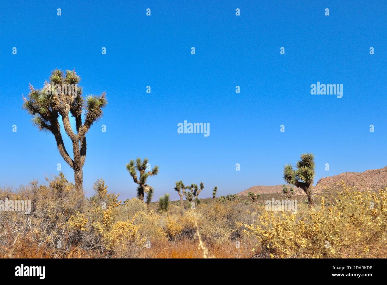Desert Landscape in the Southern California City Lake Los Angeles with ...