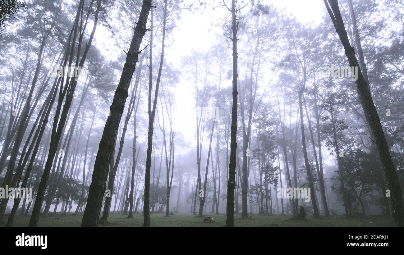 Misty landscape fir forest hi-res stock photography and images - Alamy