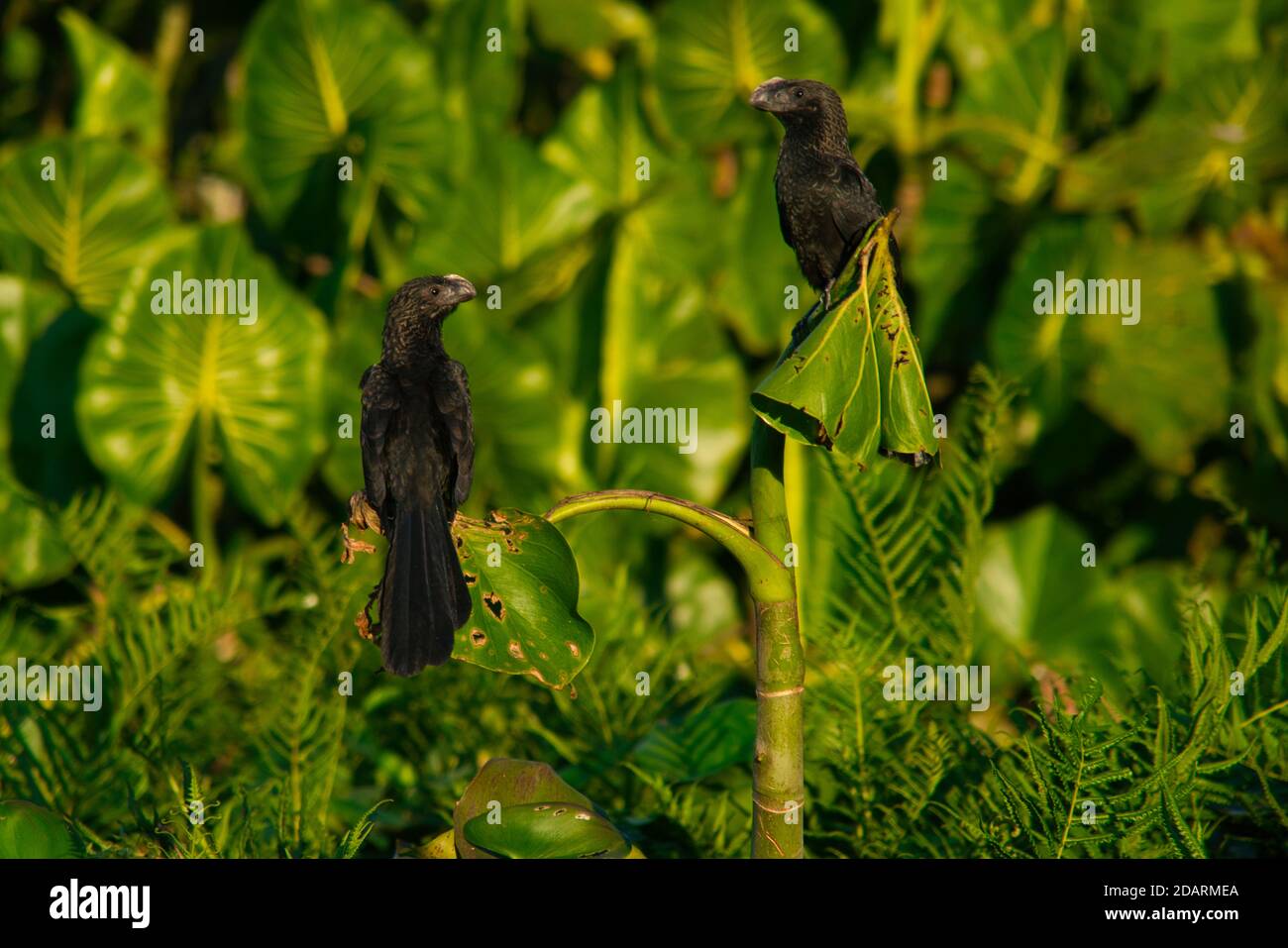 two black birds staring at each other in Ecuador Stock Photo - Alamy