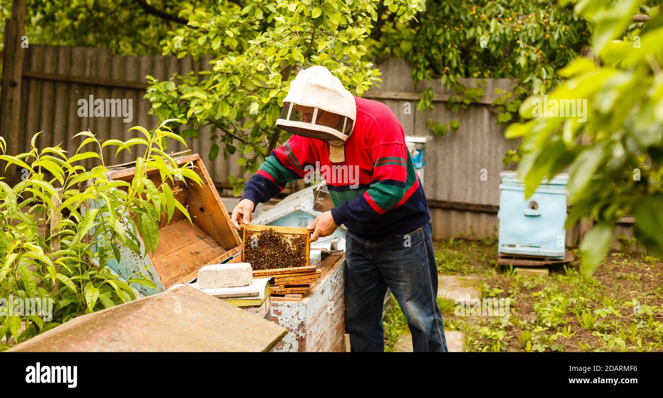 Beekeeper holding a frame of honeycomb Stock Photo - Alamy