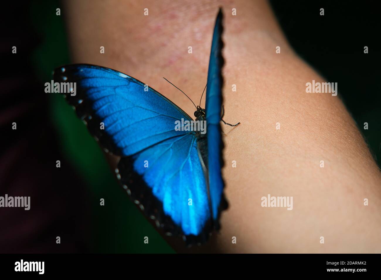 blue morpho butterfly landing on my girlfriends arm in a butterfly park ...