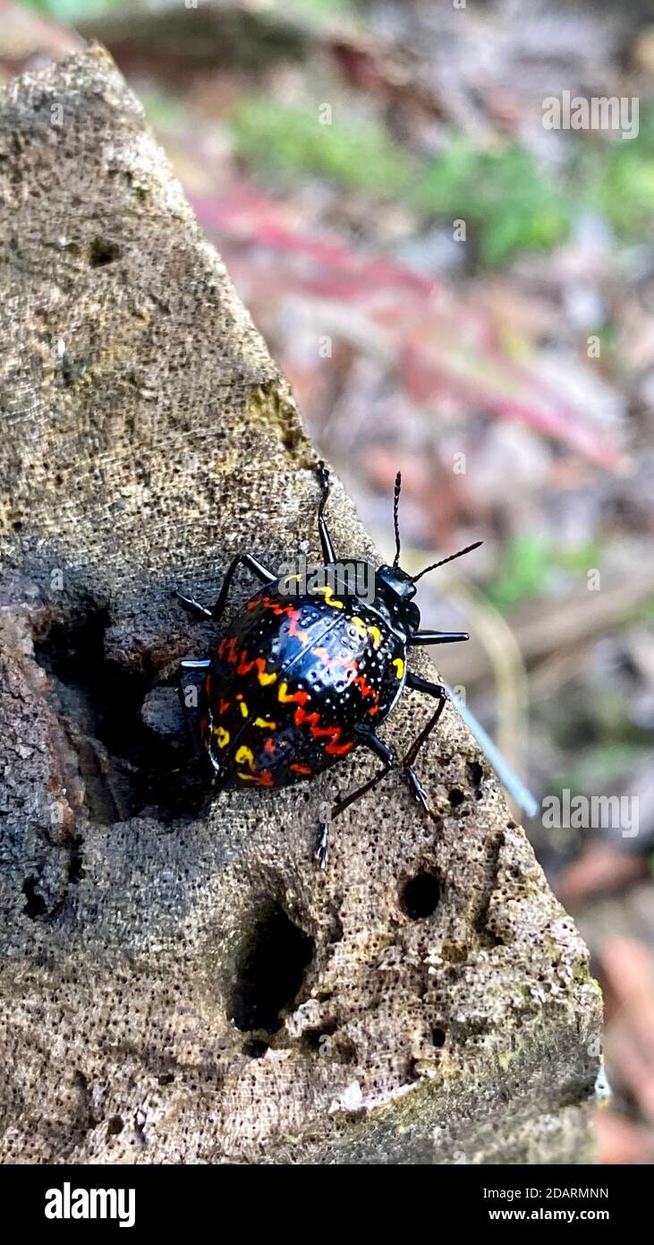 colorful tropical rainforest bug Stock Photo - Alamy