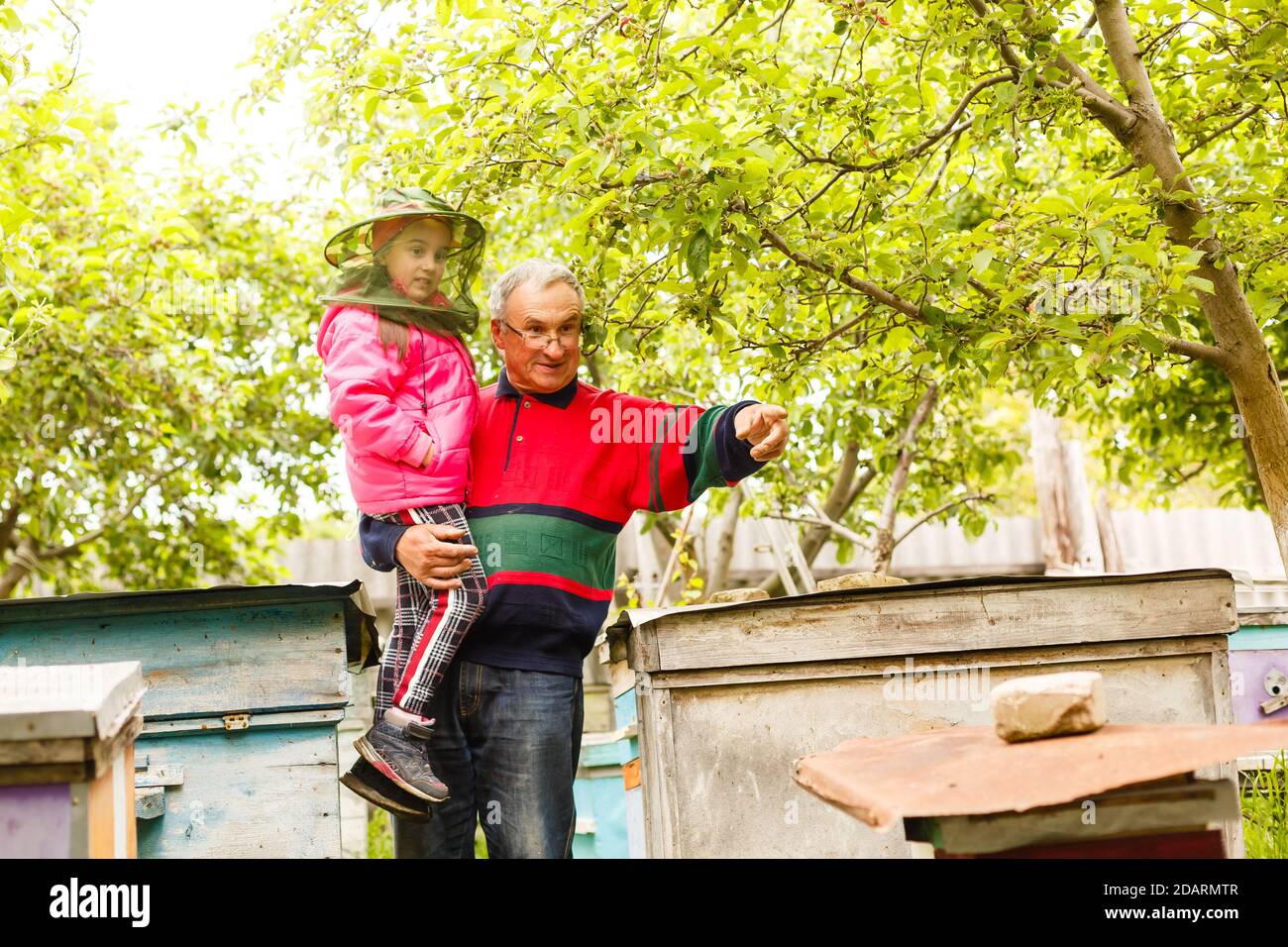 Experienced beekeeper grandfather teaches his granddaughter caring for ...