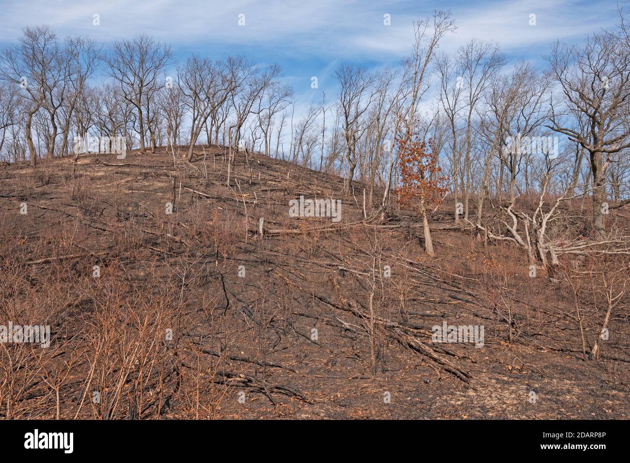 Charred Remains after a Ground Fire in Indiana Dunes National Park in ...