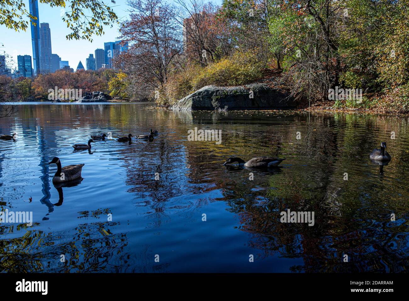 Trees and buildings reflect off the Lake from Oak Bridge in Central ...