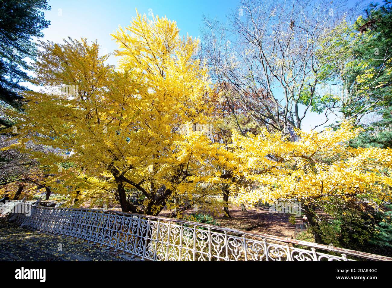 The Pinebank Arch Bridge in Central Park, New York City Stock Photo - Alamy