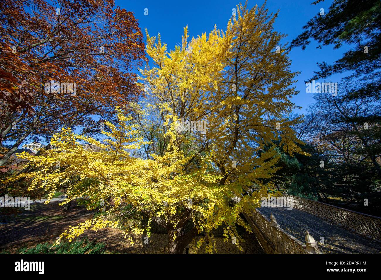 The Pinebank Arch Bridge in Central Park, New York City Stock Photo - Alamy
