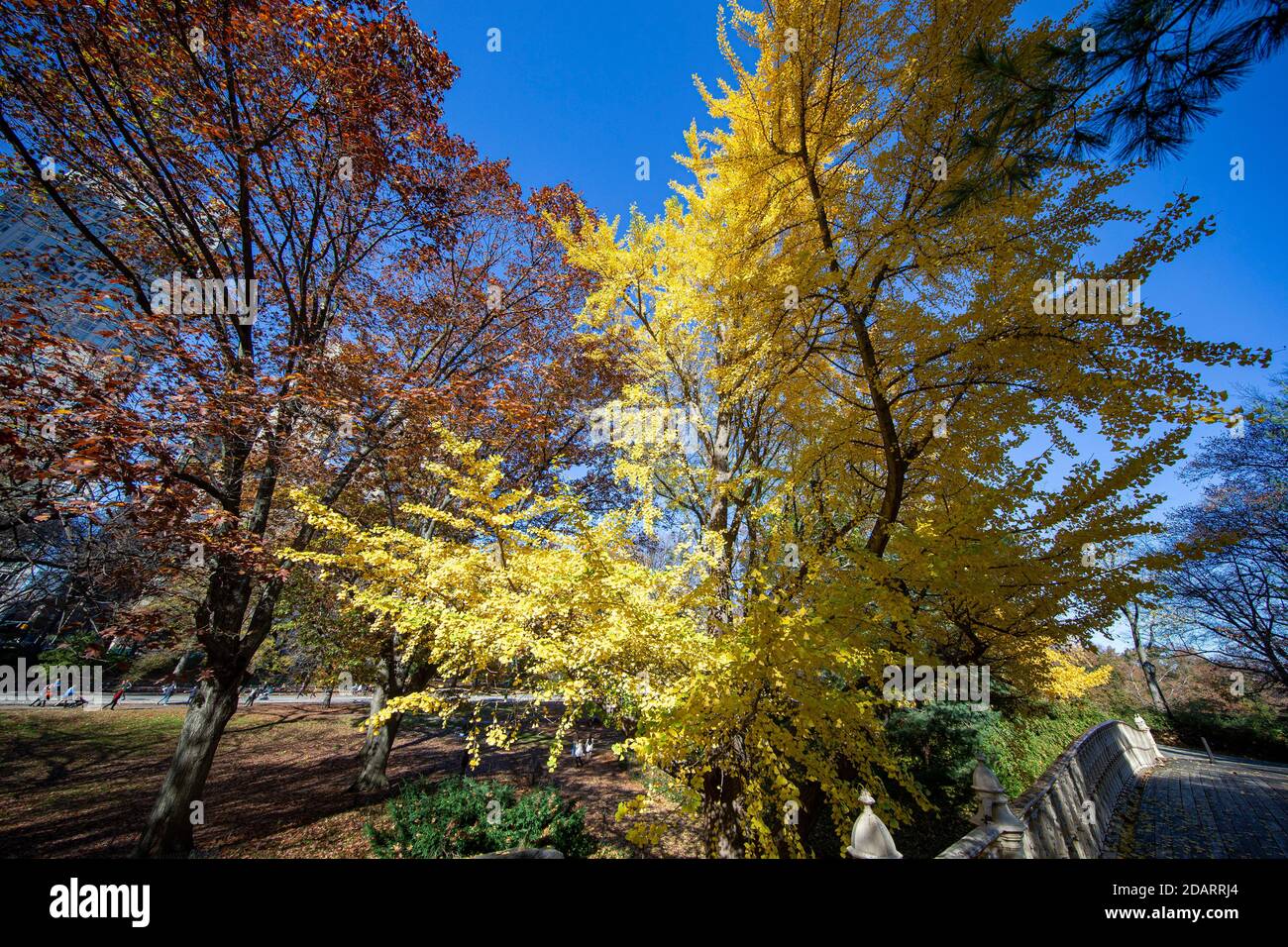 The Pinebank Arch Bridge in Central Park, New York City Stock Photo - Alamy