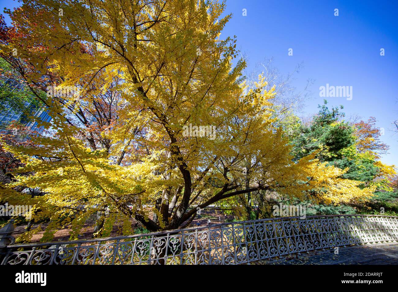 The Pinebank Arch Bridge in Central Park, New York City Stock Photo - Alamy