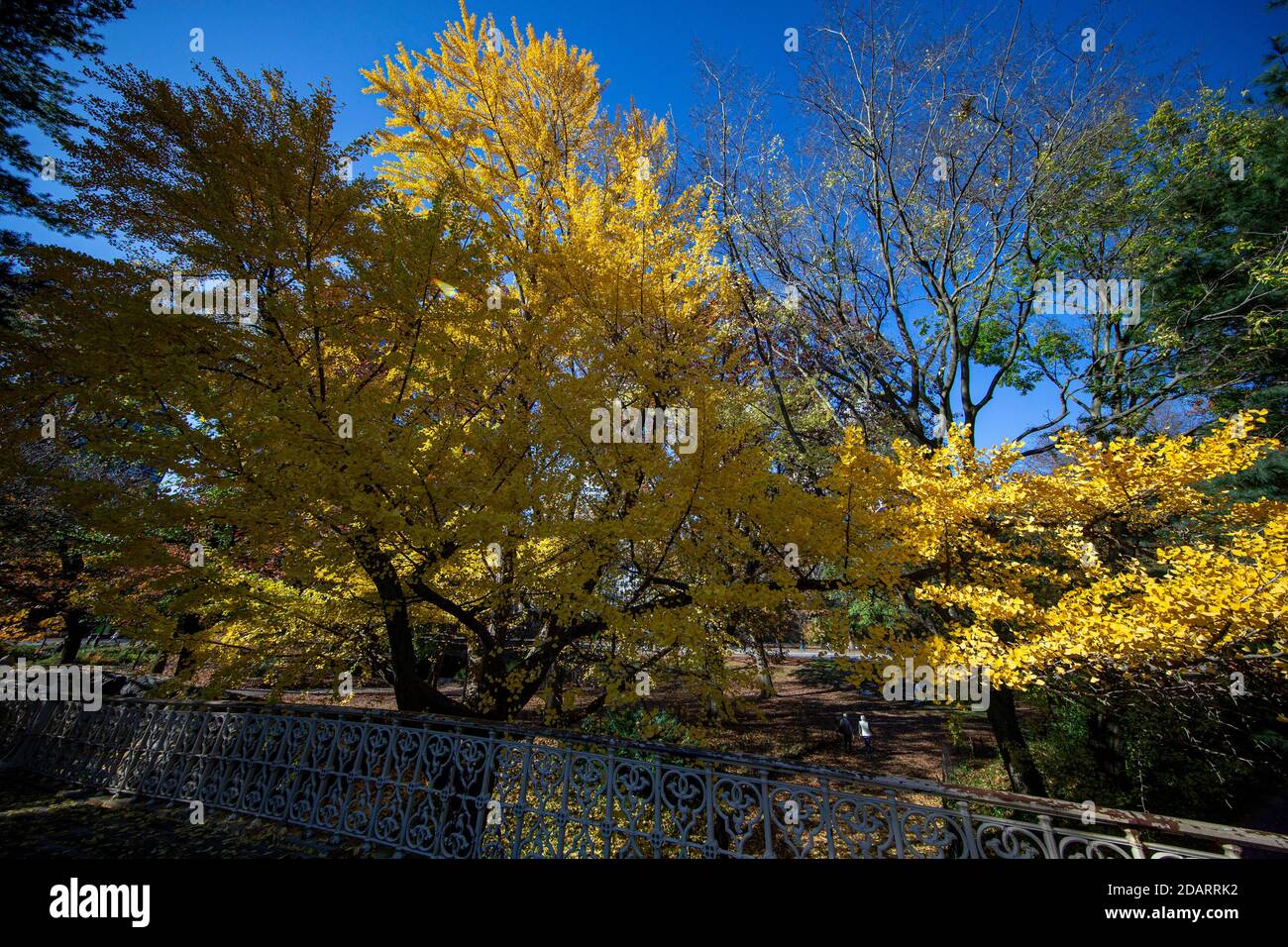 The Pinebank Arch Bridge in Central Park, New York City Stock Photo - Alamy