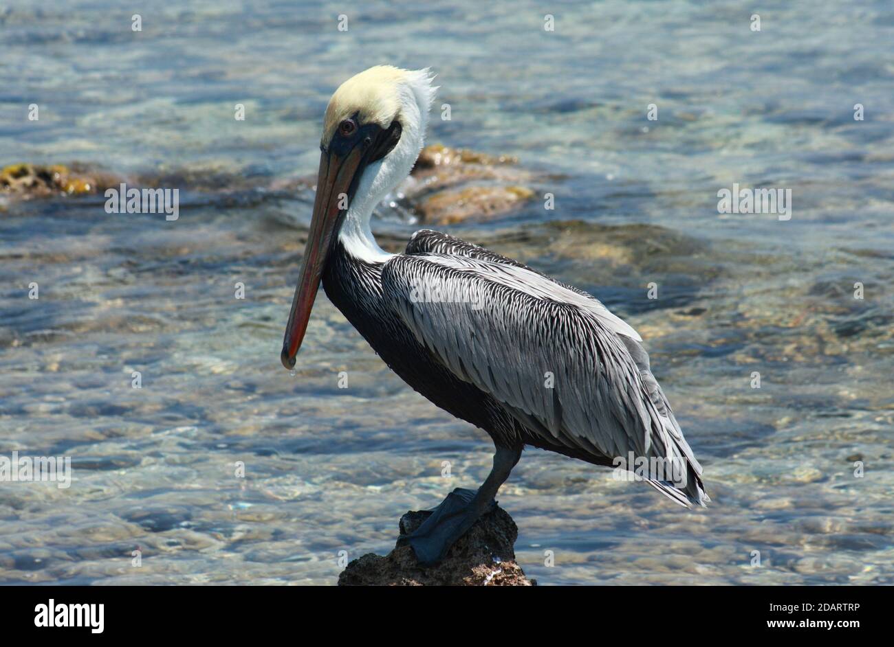 Gregarious birds hi-res stock photography and images - Alamy