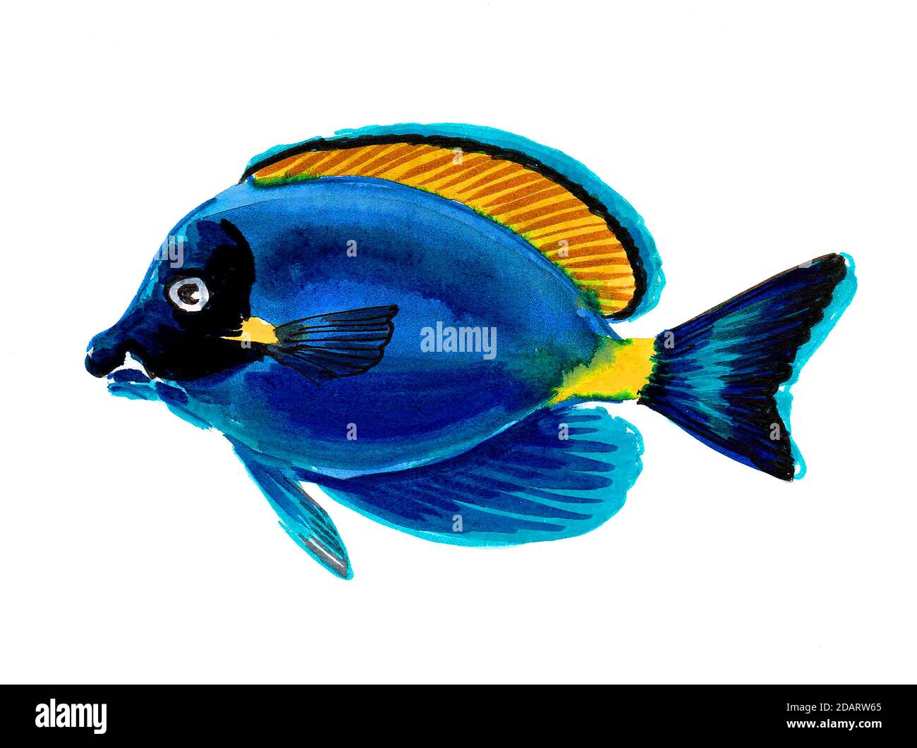 Tropical coral fish on white background. Ink and watercolor drawing ...