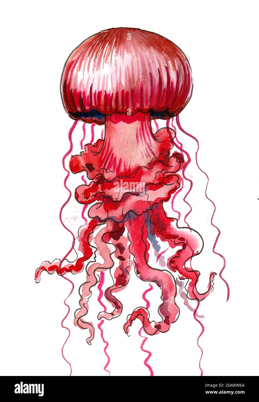 Tropical poisonous jellyfish. Ink and watercolor drawing Stock Photo ...