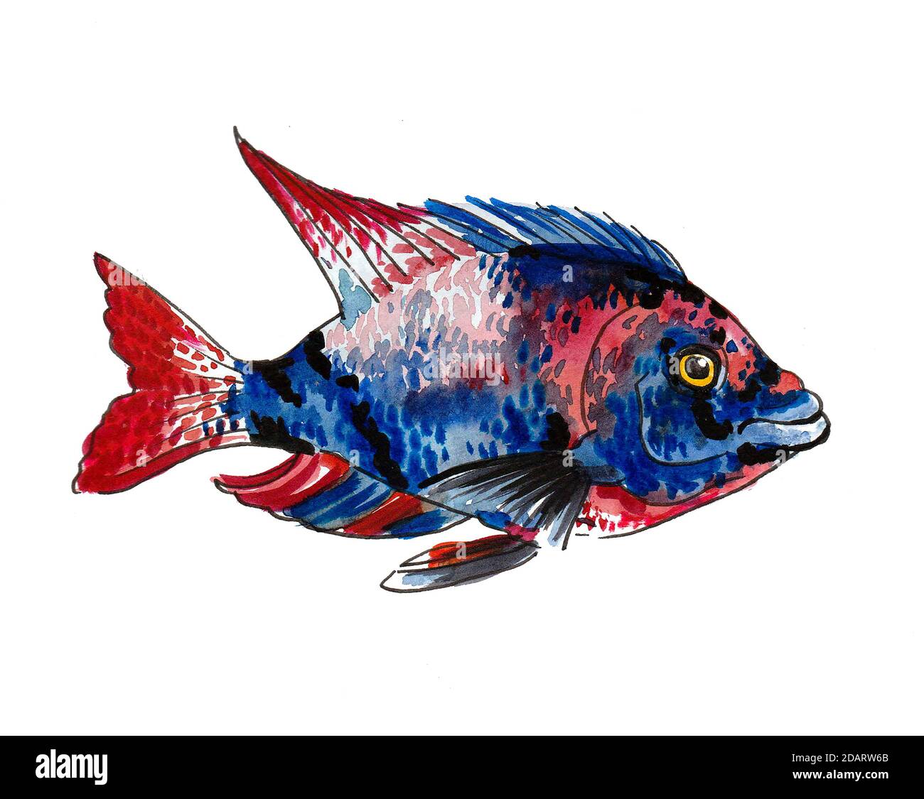 Colorful tropical coral fish on white background Stock Photo - Alamy