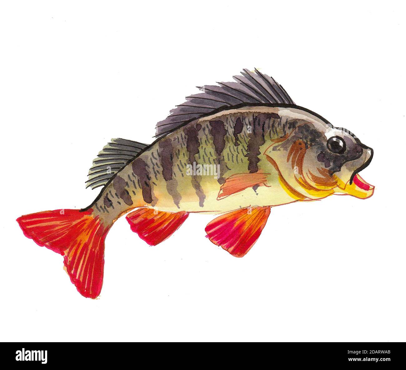Freshwater fish on white background. Ink and watercolor drawing Stock ...