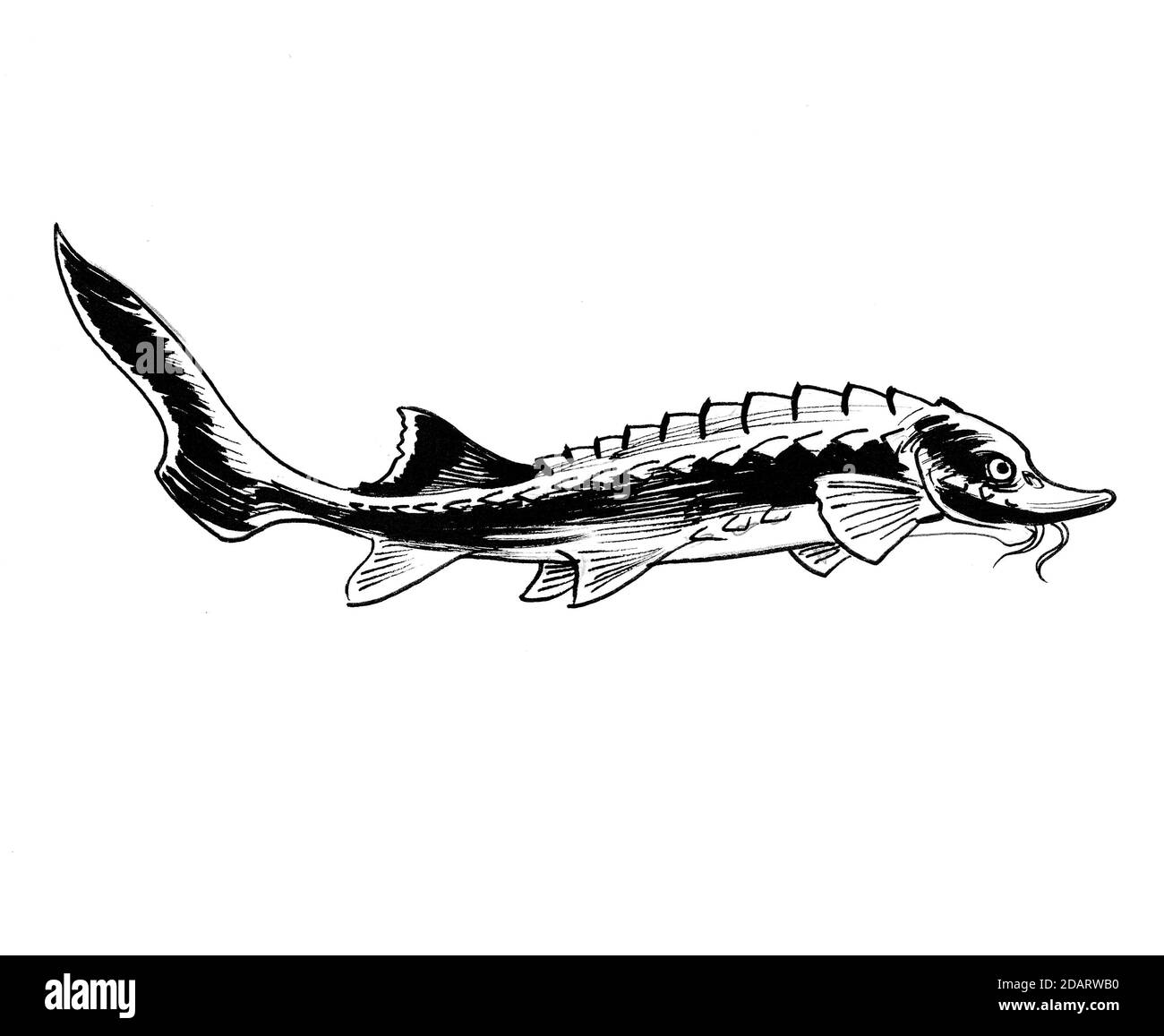 Sturgeon fish. Ink black and white drawing Stock Photo - Alamy