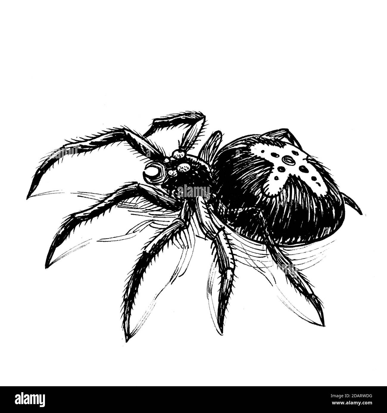 Poisonous spider. Ink black and white drawing Stock Photo - Alamy