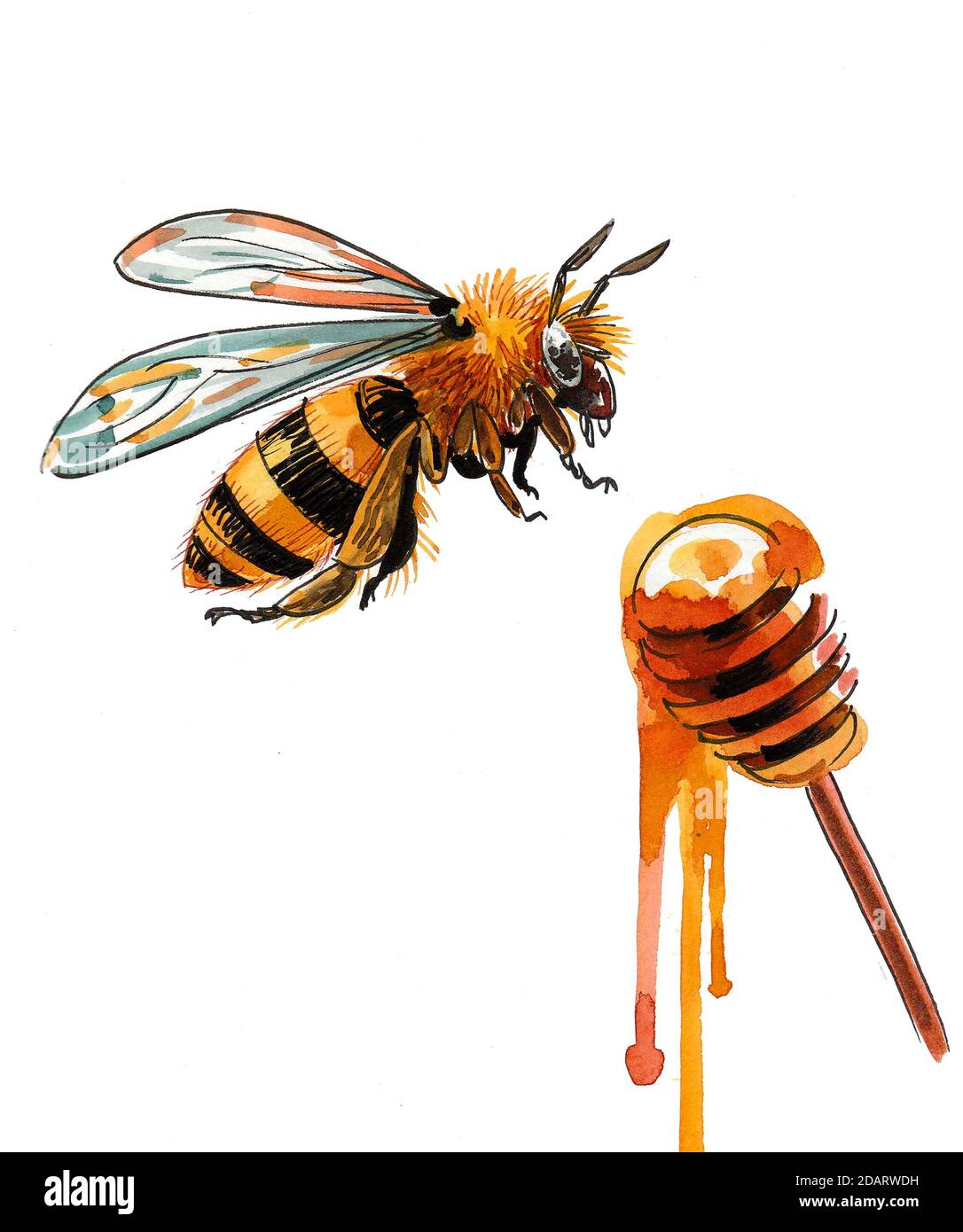 Honey stick and flying bee. Ink and watercolor drawing Stock Photo - Alamy