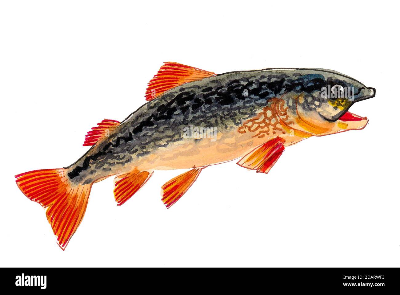 Ink salmon Cut Out Stock Images & Pictures - Alamy