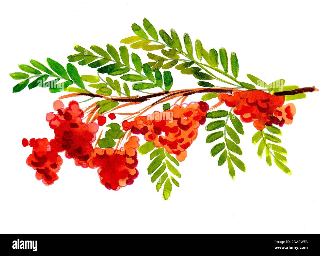 Rowan berries on a tree. Ink and watercolor drawing Stock Photo - Alamy