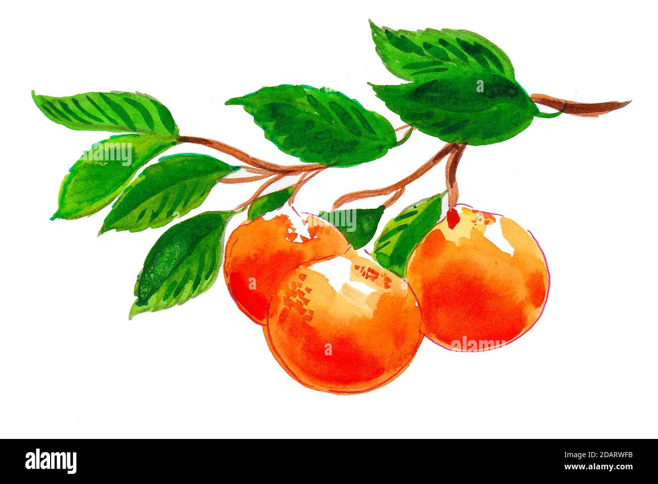 Mandarin fruits on a tree. Ink and watercolor drawing Stock Photo - Alamy