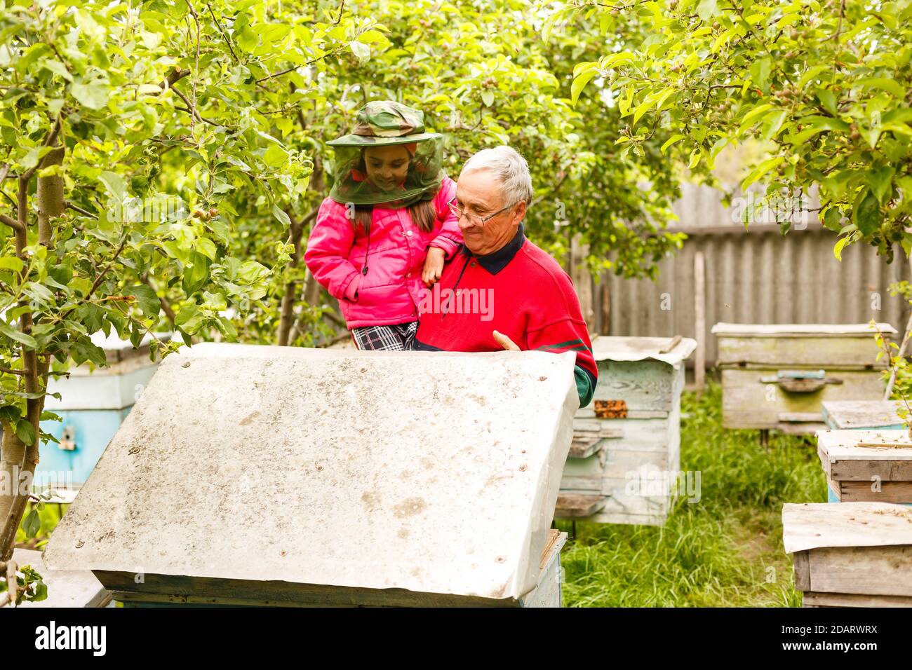 Experienced beekeeper grandfather teaches his granddaughter caring for ...