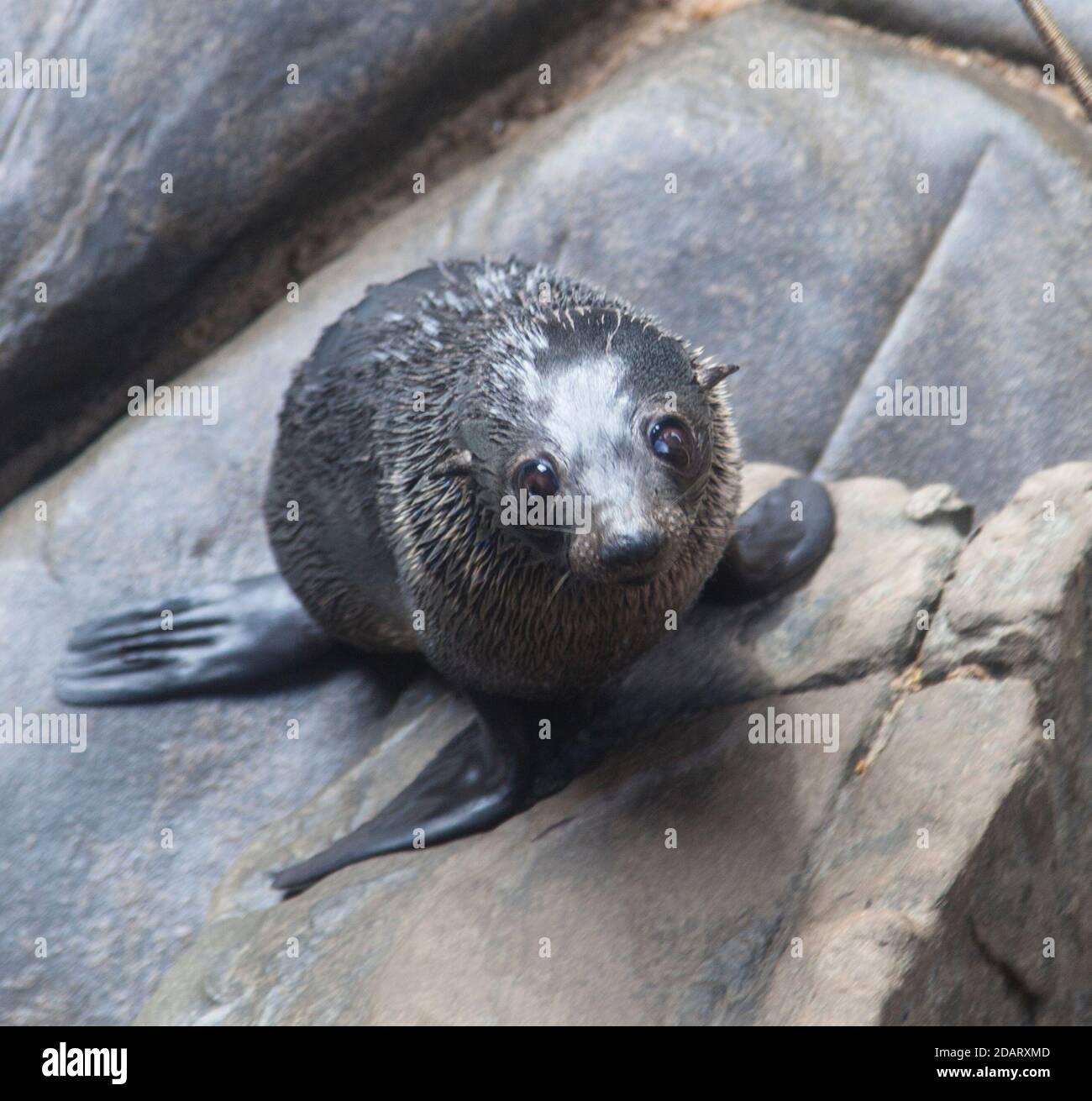 Seal skin close up hi-res stock photography and images - Alamy