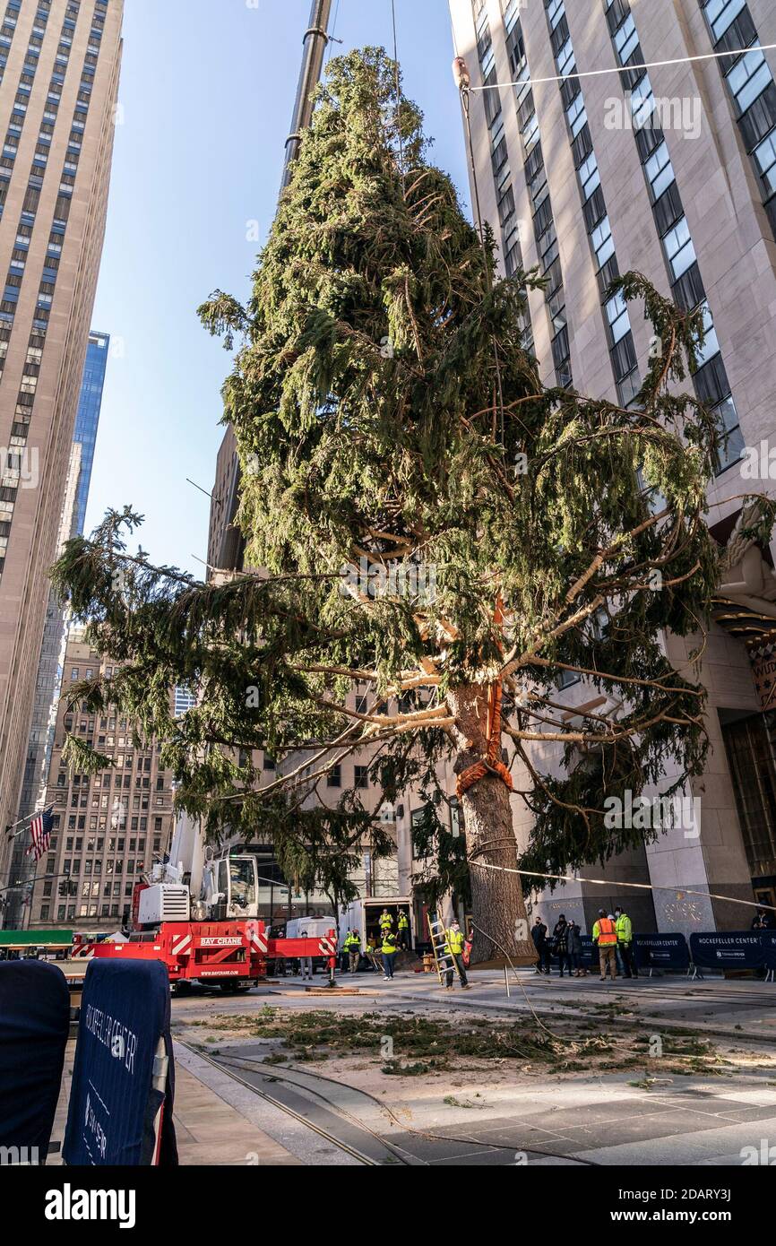 season 75-foot Rockefeller Center Christmas, Norway. , . Spruce Tree ...
