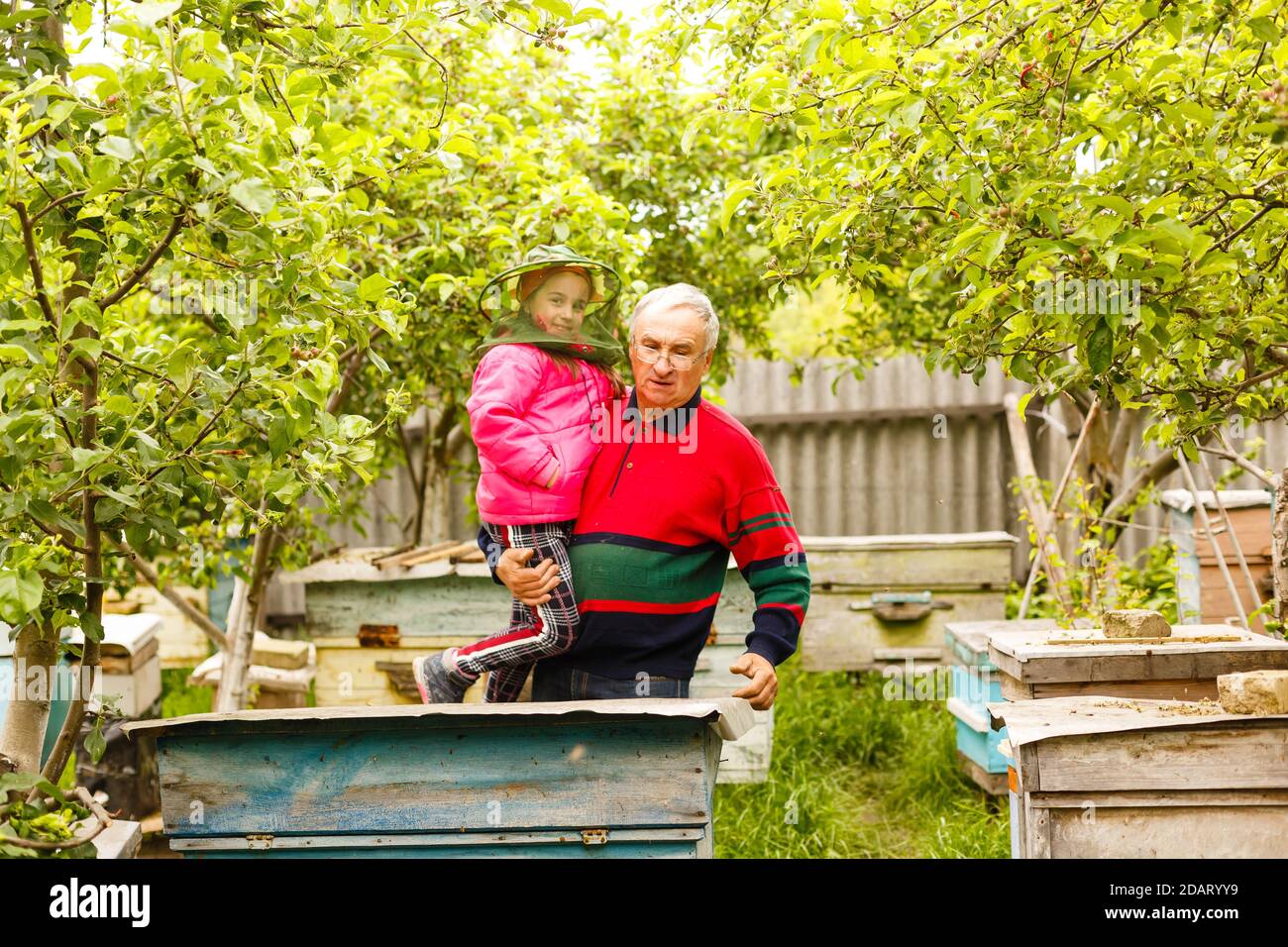 Experienced beekeeper grandfather teaches his granddaughter caring for ...