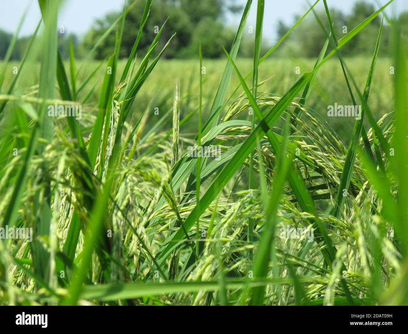Green rice farm in summer. Detailed view of the green rice Stock Photo ...