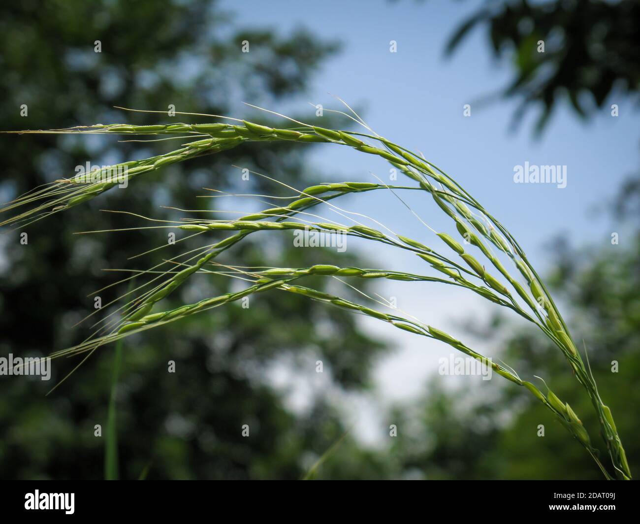 Close-up of growing unripe rice at rice field. Detailed view of the ...