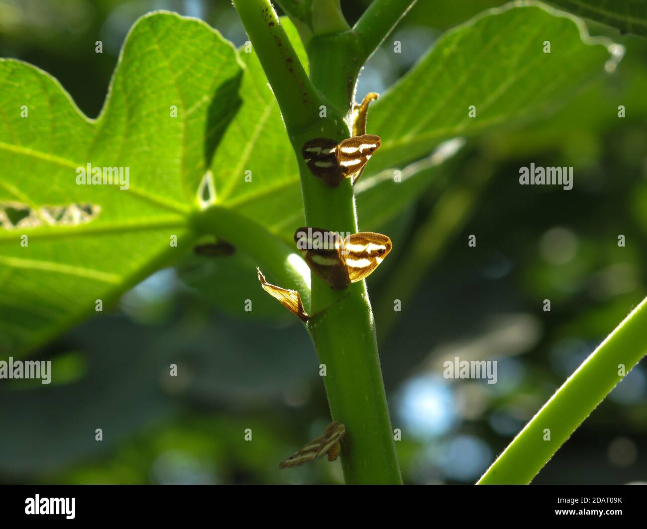 Fig tree pest in summer. Close up of pest in garden Stock Photo - Alamy