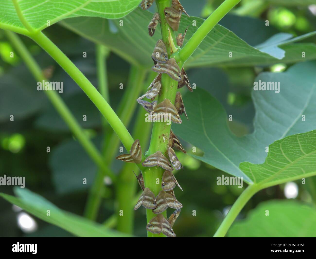 Close up of Fig tree pest in summer. Insects on the trunk of a fig tree ...
