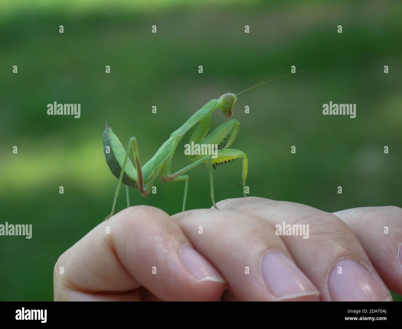 Giant Asian Green Praying Mantis on male hand. A closeup of a praying ...