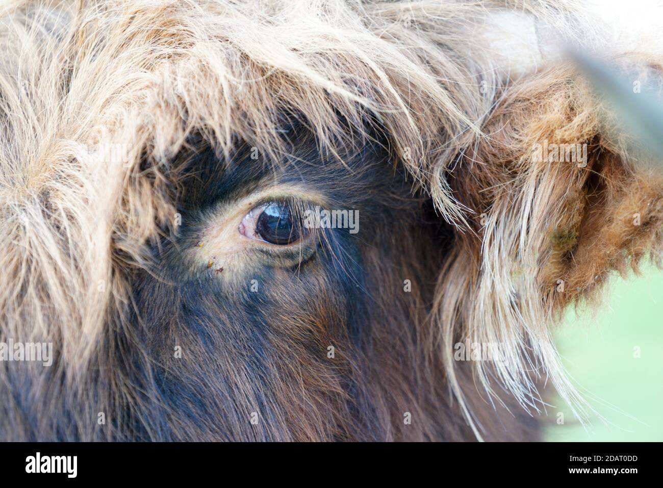 Closeup shot of an eye of a highland cow in a farm Stock Photo - Alamy