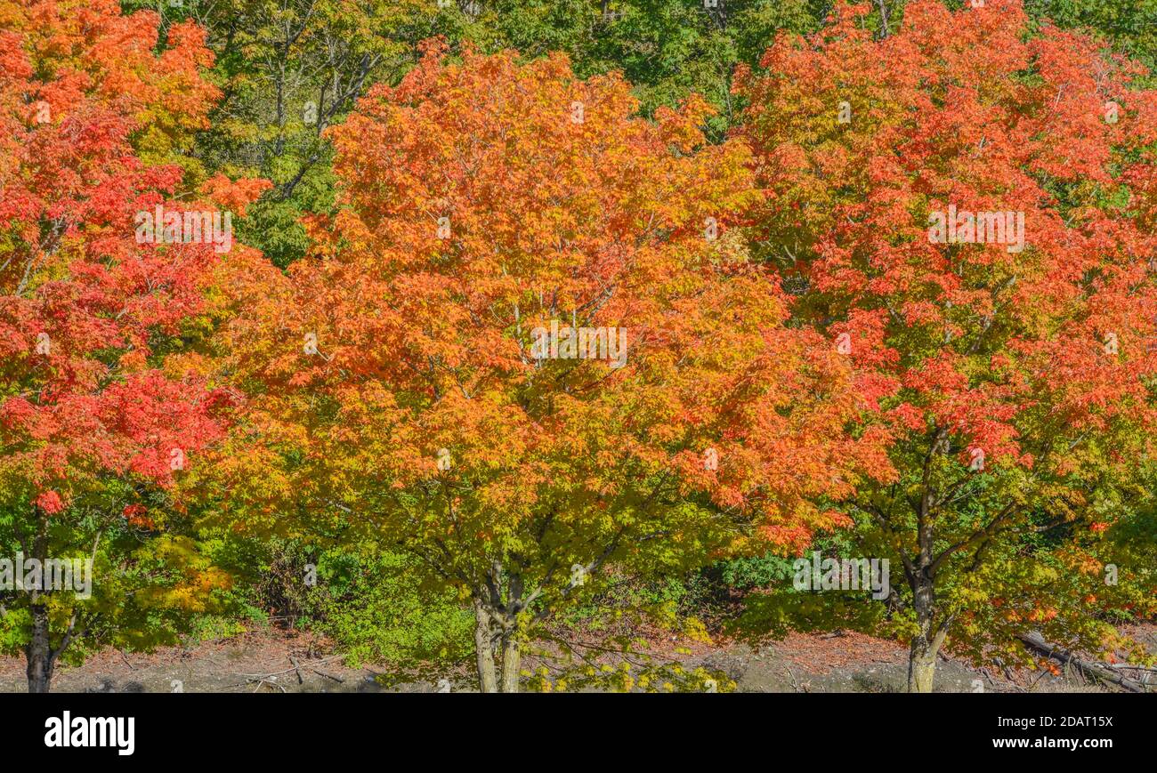 Autumn tree leaf colors in Renton, King County, Washington Stock Photo ...