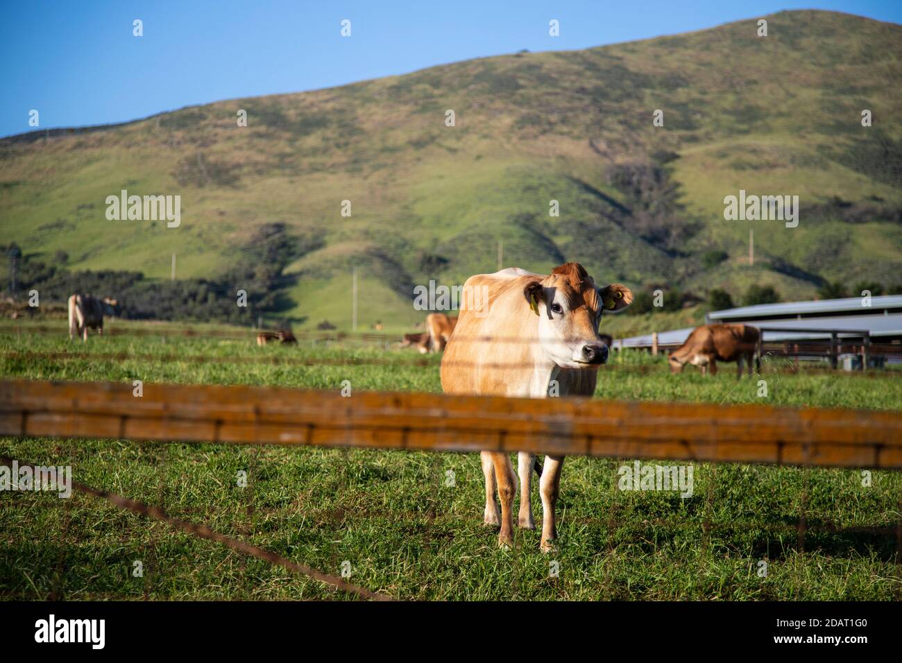 One steer in herd looking calmly through fence at viewer, green hills ...