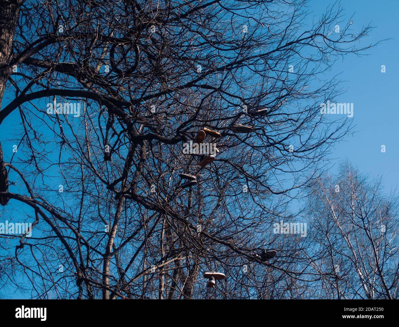 Shoes hanging in tree hi-res stock photography and images - Alamy